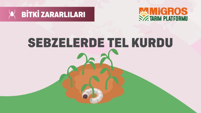 Bitki Zararlıları 5 - Migros Tarım Platformu